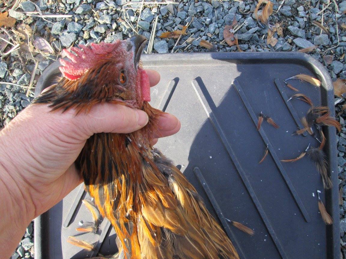 Terry’s Poultry Processing – Wise Home Life